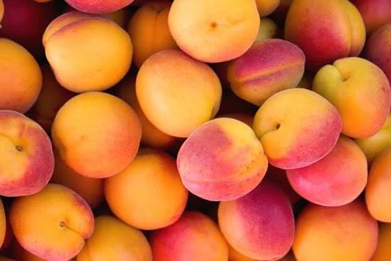 BOLETÍN Nº 22 - Muestra Agroecológica