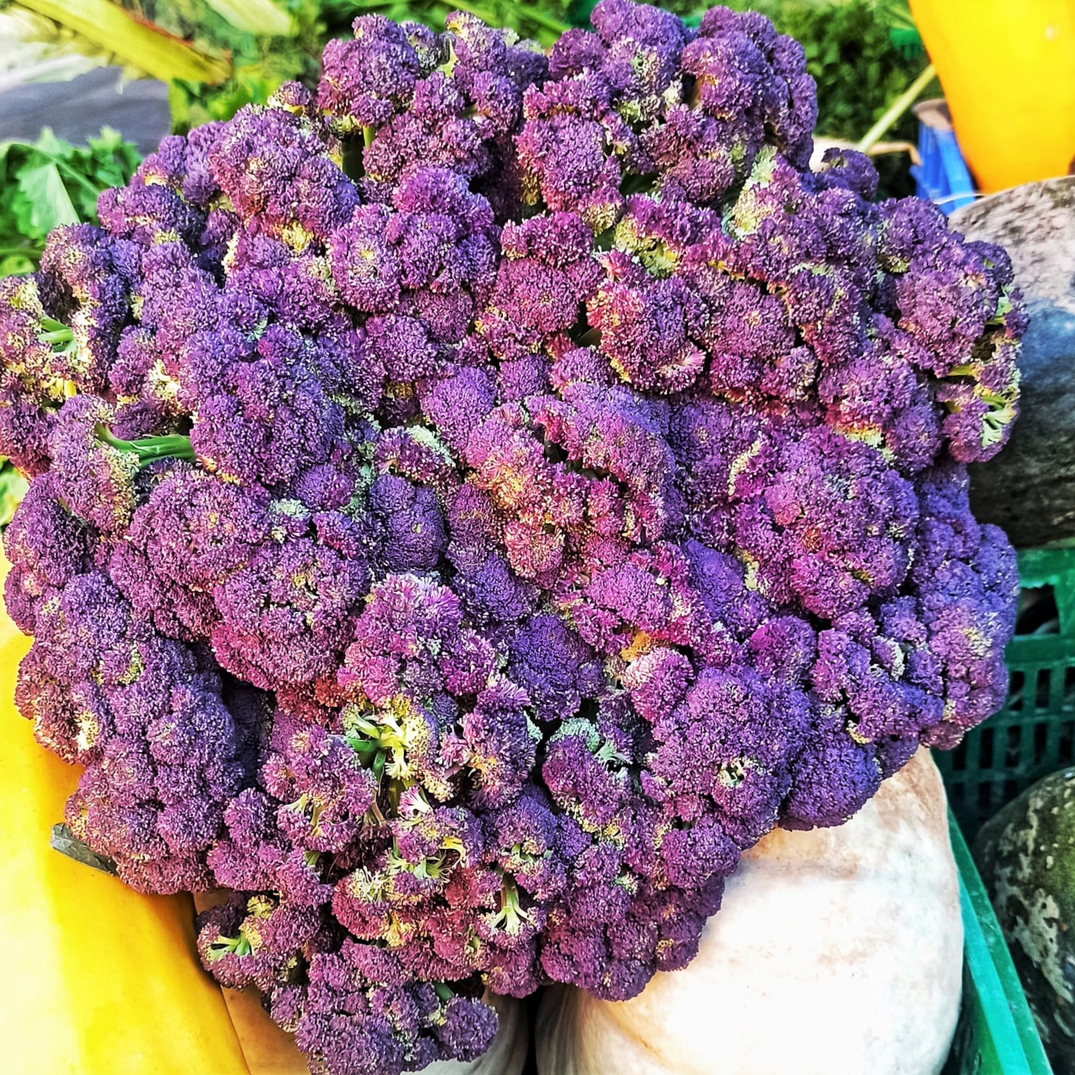 BOLETÍN Nº 109 - Muestra Agroecológica