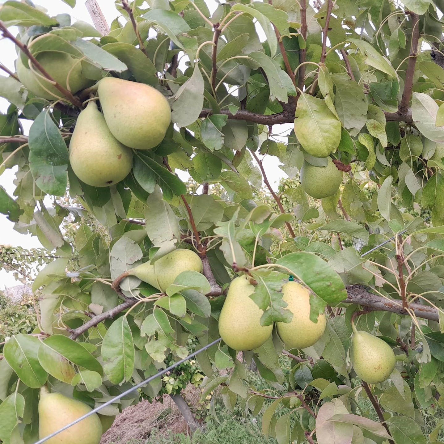 BOLETÍN Nº 134 - Muestra Agroecológica